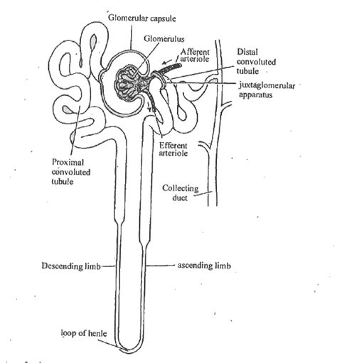 Describe The Structure Of Nephron With A Neatly Labelled Diagram