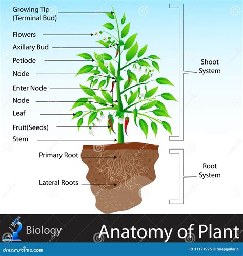 Anatomy Of Plant Royalty Free Stock Photo Image 31171975