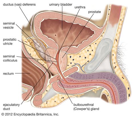 Anatomy Of The Urethra Anatomy Diagram Source