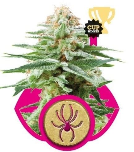 White Widow Information variété Cannaconnection Informations