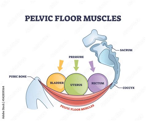 Vettoriale Stock Pelvic Floor Muscles Anatomy With Hip Muscular Body Parts Outline Diagram