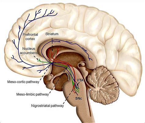 Dopamine Pathway News Research Articles