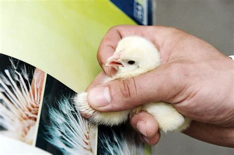 Sexing Chicks How To Determine Gender Of Your Chickens Freedom Ranger Hatcheries