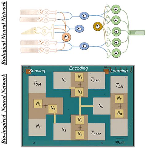 an all in one bioinspired neural network acs nano