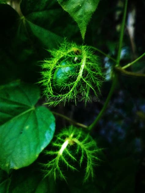 Passiflora Foetida Stock Image Image Of Passiflora 265227573