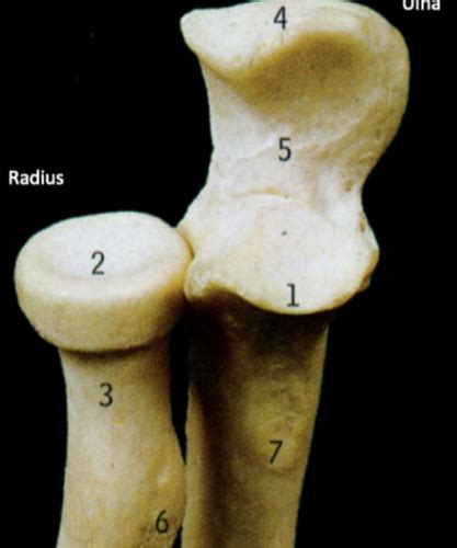 PHTY250 Upper Limb Flashcards Quizlet