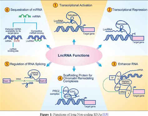 figure 1 from long non coding rnas and their “orchestration” in cancers semantic scholar