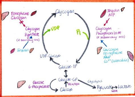 Glycogen Synthesis Usmle