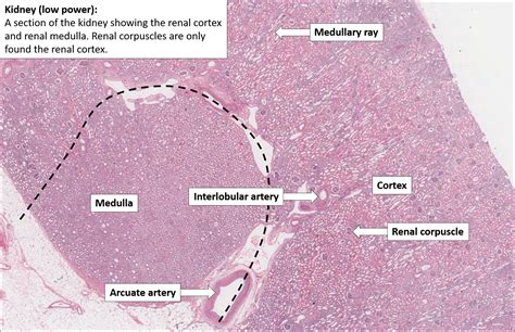 Kidney Normal Histology NUS Pathweb