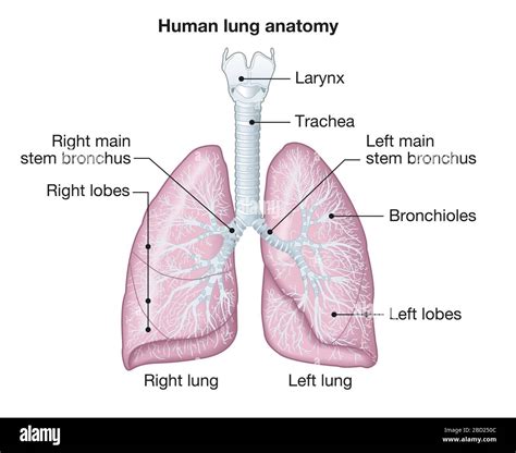 Lungs Anatomy Hi Res Stock Photography And Images Alamy