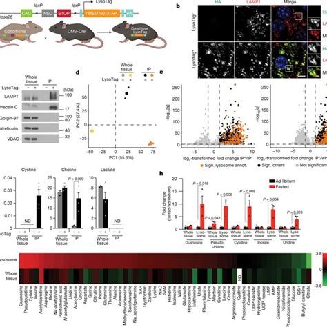 LysoTag Mouse For Proteomic And Metabolite Profiling Of Tissue