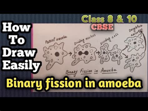 How To Draw Binary Fission In Amoeba Class 8 Binary Fission In Amoeba