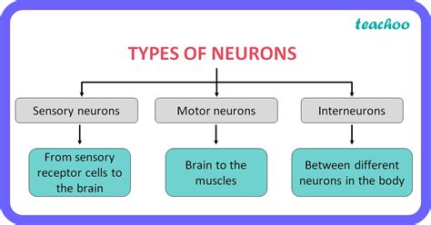 Neurons Structure Function And Types Biology Class 10