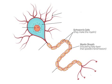 A P Ch 11 Nervous Tissue Diagram Quizlet