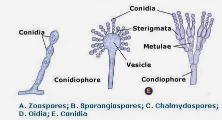 REPRODUCTION PROCESS OF FUNGUS