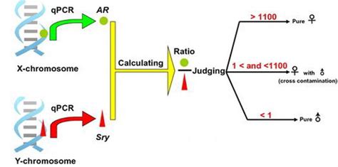 full article a qpcr method to characterize the sex type of the cell strains from rats