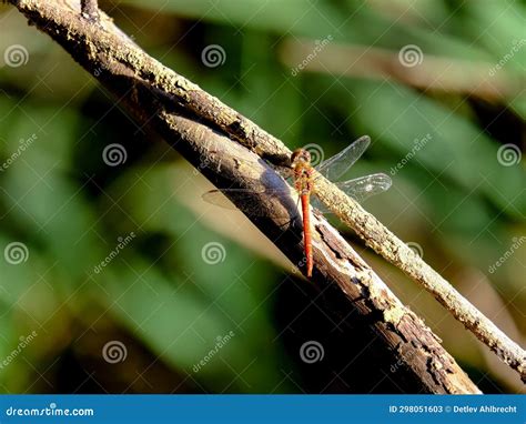 Beautiful Dragonfly Enjoying A Sunny Day In Germany Stock Image Image Of Sunny Dragonfly