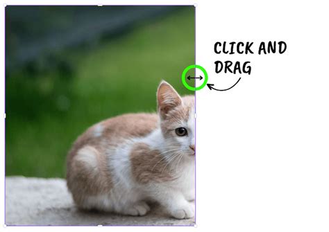 Ways To Resize And Distort Image In Canva Without Cropping