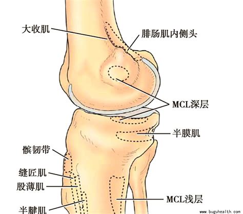 布骨医学科普膝关节解剖汇总 布骨医疗