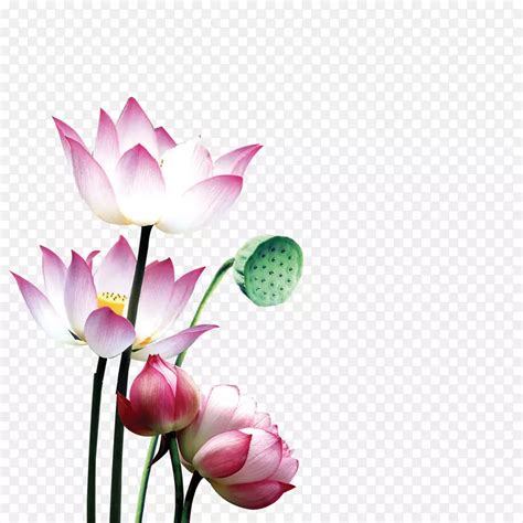 荷花PNG图片素材下载 图片编号7298793 PNG素材网