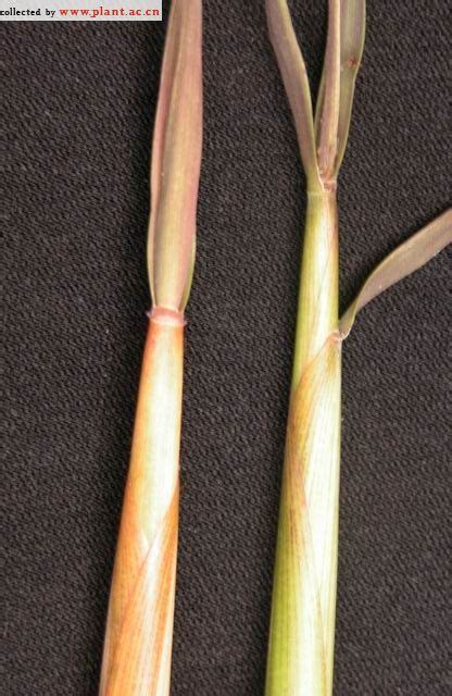 川竹Pleioblastus simonii Carr Nakai 植物图片库 植物通
