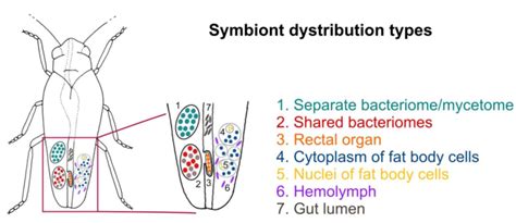 Schematic Representation Showing The Possible Symbiont Localizations In
