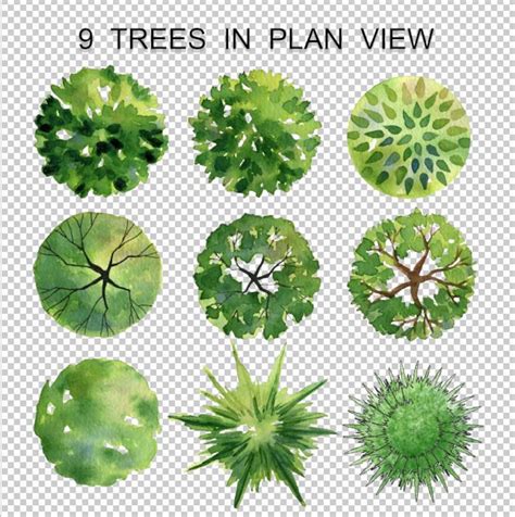 Watercolor Trees Top View Set Of 9 Trees Plan View For Etsy