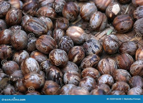 Biji Karet Or Hevea Brasiliensis Or Rubber Tree Seeds Stock Photo Image Of Commodity Nature