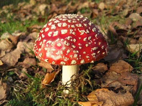 Free Images Nature Red Botany Flora Botanical Forest Floor Fungus Fly Agaric Toxic