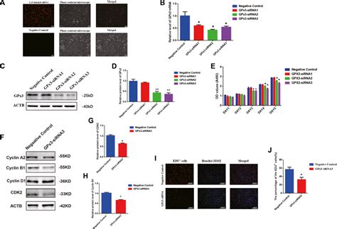 Frontiers GPx3 Knockdown Inhibits The Proliferation And DNA Synthesis