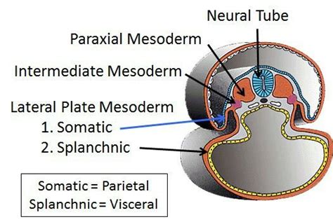 Somatic And Splanchnic Mesoderm Anatomy And Physiology Medical