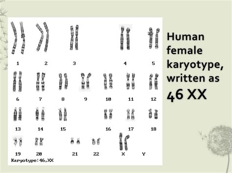 Ppt Nondisjunction Disorders Powerpoint Presentation Free Download Id266480