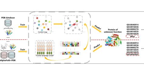 enhancing protein function prediction performance by utilizing alphafold predicted protein