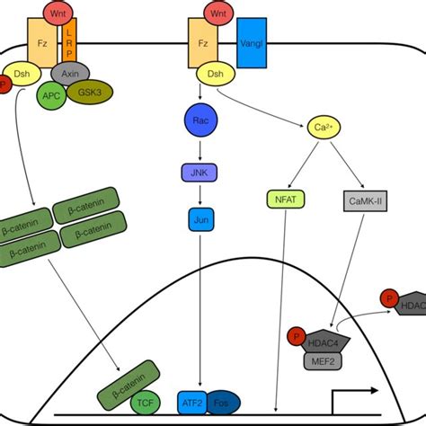 Simplified Schematic Overview Of Canonical And Non Canonical Wnt