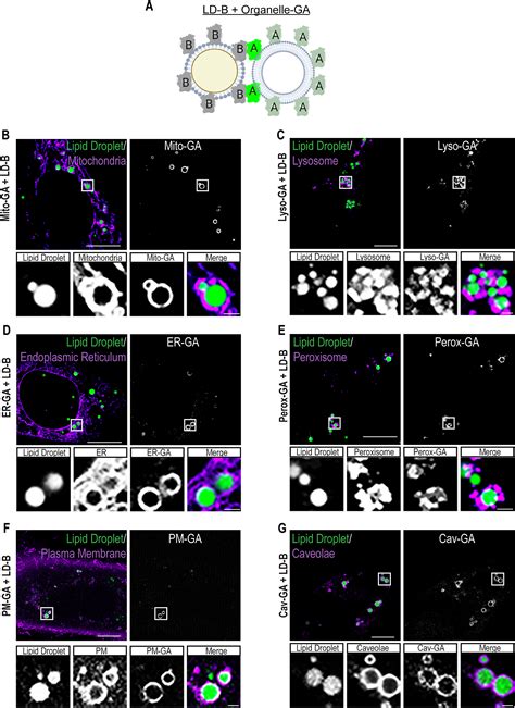 Contact FP A Dimerization Dependent Fluorescent Protein Toolkit For