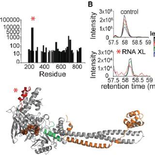 Identification Of The G Quadruplex RNA Binding Domain Of LSD1 The