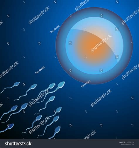 Human Egg Cell Fertilization Sperm Cells Stock Vector Royalty Free 1287131128 Shutterstock