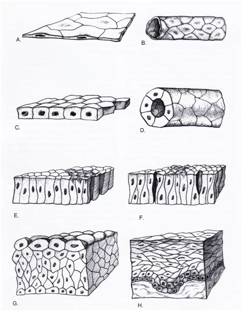 Simple Squamous Epithelial Tissue Diagram