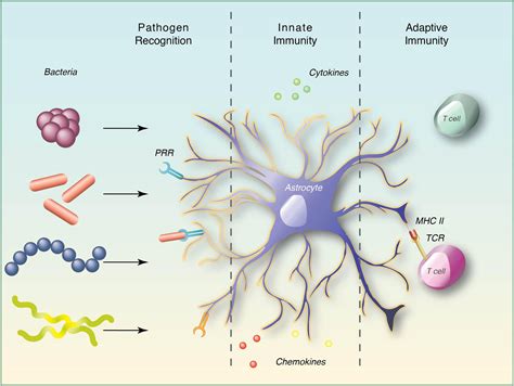 Frontiers Immunity Against Bacterial Infection Of The Central Nervous