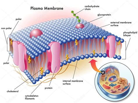 Plasma Membrane Stock Vector Rob3000 65937105