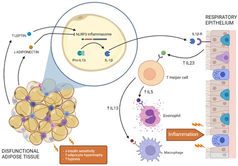 IJMS Free Full Text Adipose Tissue Inflammation And Pulmonary