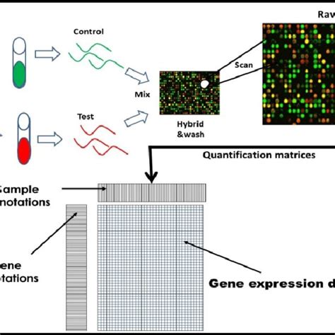 formation of microarray gene expression data download scientific diagram