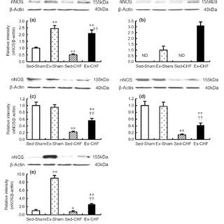 Effects Of Exercise Training On Neuronal Nitric Oxide Synthase NNOS
