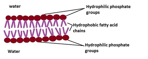 Functions Of Lipids Proteins Lipopolysaccharides On Cell Membrane