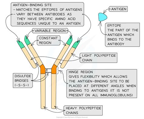 AQA A Level Biology复习笔记2 5 8 Antibodies 翰林国际教育