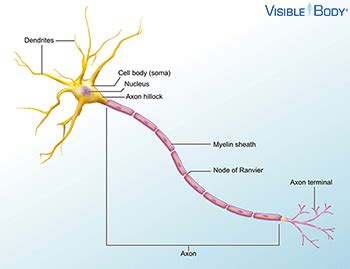 Nervous System Neurons