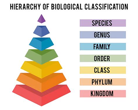 genus classification taxonomy species and biodiversity