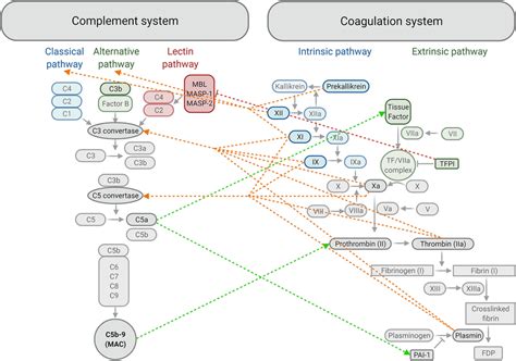 Of Crosstalk Between Components Of The Complement And Coagulation