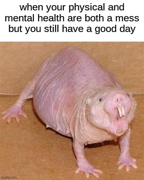 Naked Mole Rat Imgflip
