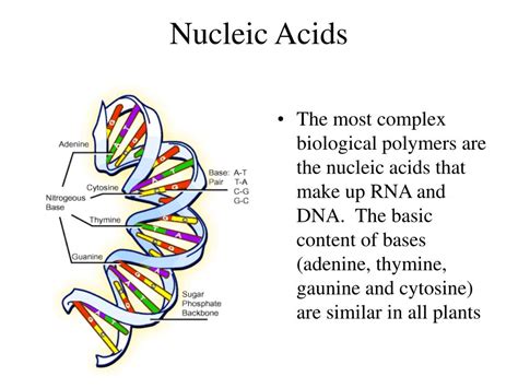 Nucleic Acid Function Is At Lupe Meyer Blog